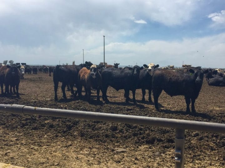 What Is A Factory Farm? Your Questions About Beef--Answered!