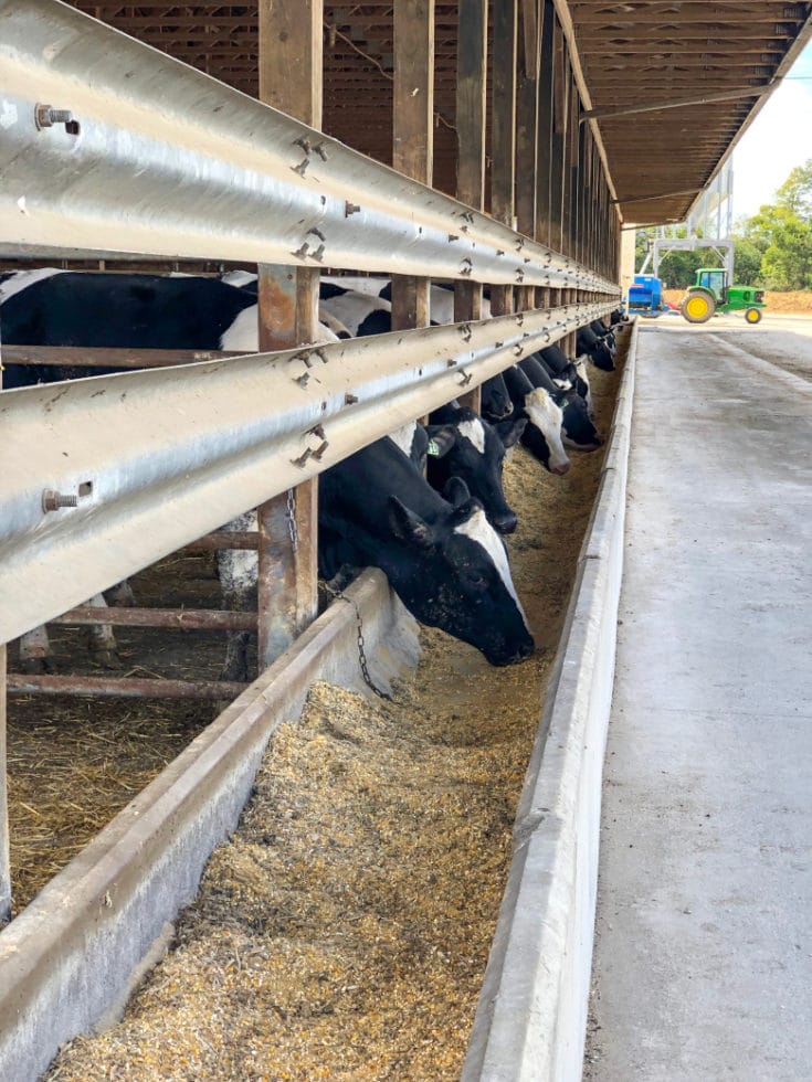 What Is A Factory Farm? Your Questions About Beef--Answered!