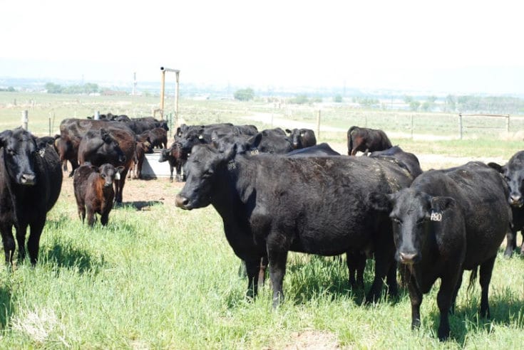 What Is A Factory Farm? Your Questions About Beef--Answered!